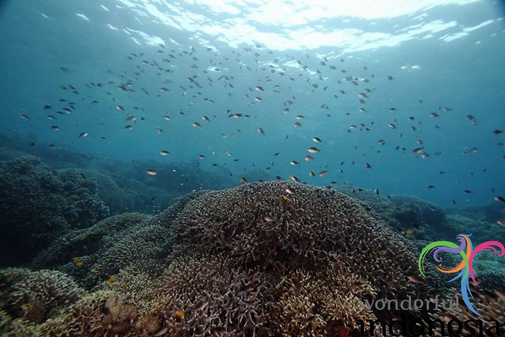 BALI INDONESIA Tourism - Photo Gallery - underwater cave menjangan island 4