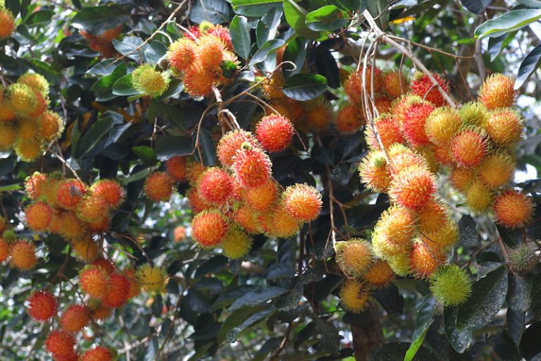 Rambutan: The Unique Tropical Fruit With Hairs on The Skin – Visit ...