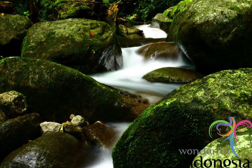 Central Borneo Tourism : OrangUtan Tours - Dayak & Eco Tours ...