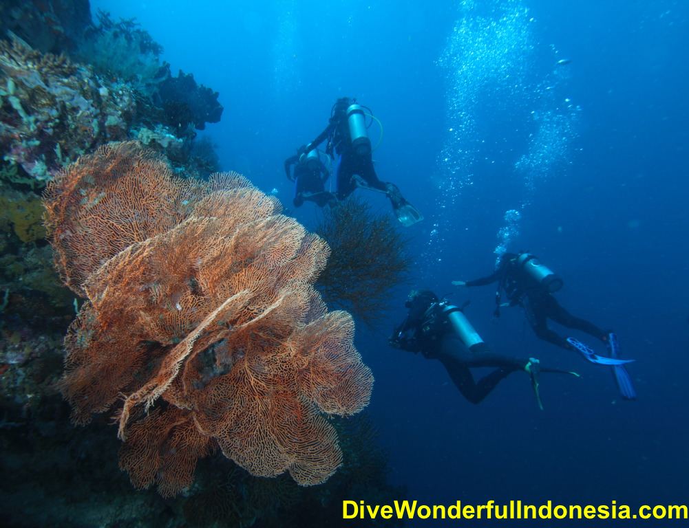 Indonesian Diving Tourism - Photo Gallery - divewonderfulindonesia030
