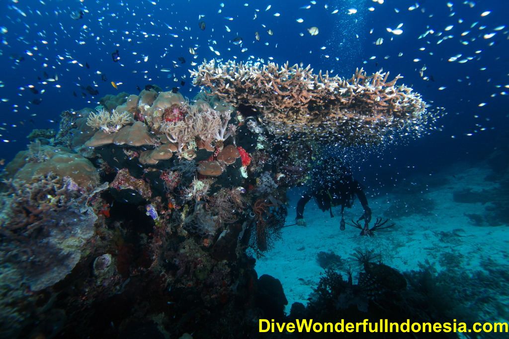 Indonesian Diving Tourism - Photo Gallery - divewonderfulindonesia040