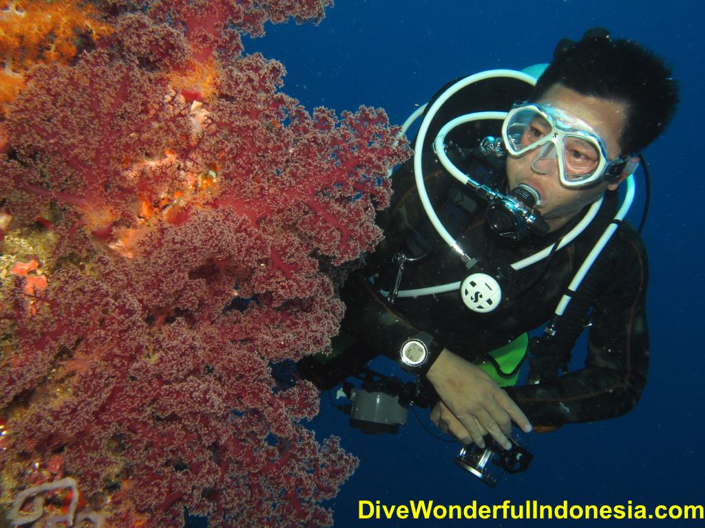 Indonesian Diving Tourism - Photo Gallery - divewonderfulindonesia077
