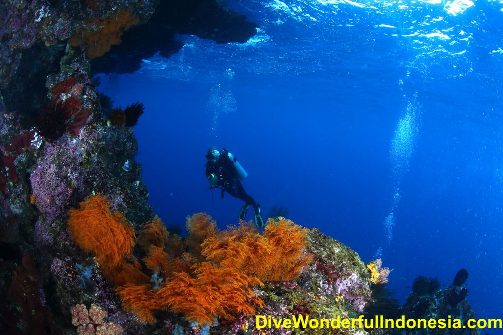 Indonesian Diving Tourism - Photo Gallery - divewonderfulindonesia078