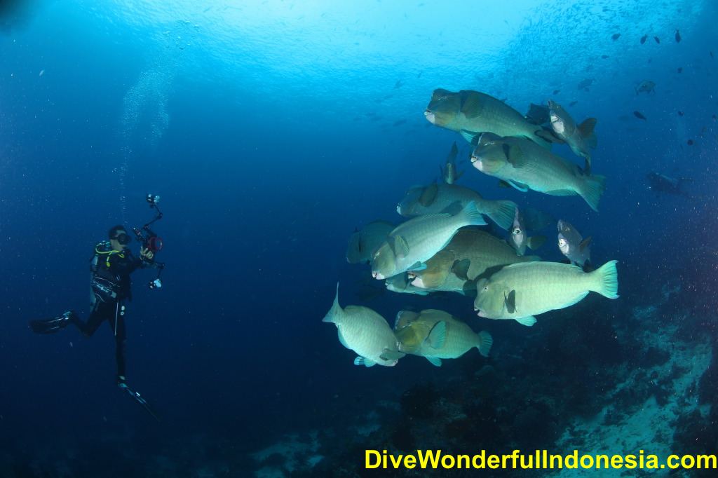 Indonesian Diving Tourism - Photo Gallery - divewonderfulindonesia079