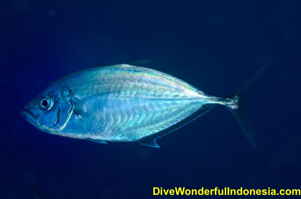 Indonesian Diving Tourism - Photo Gallery - divewonderfulindonesia1020