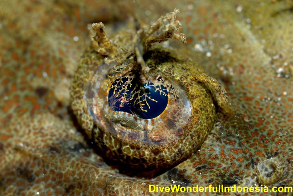 Indonesian Diving Tourism - Photo Gallery - divewonderfulindonesia1039