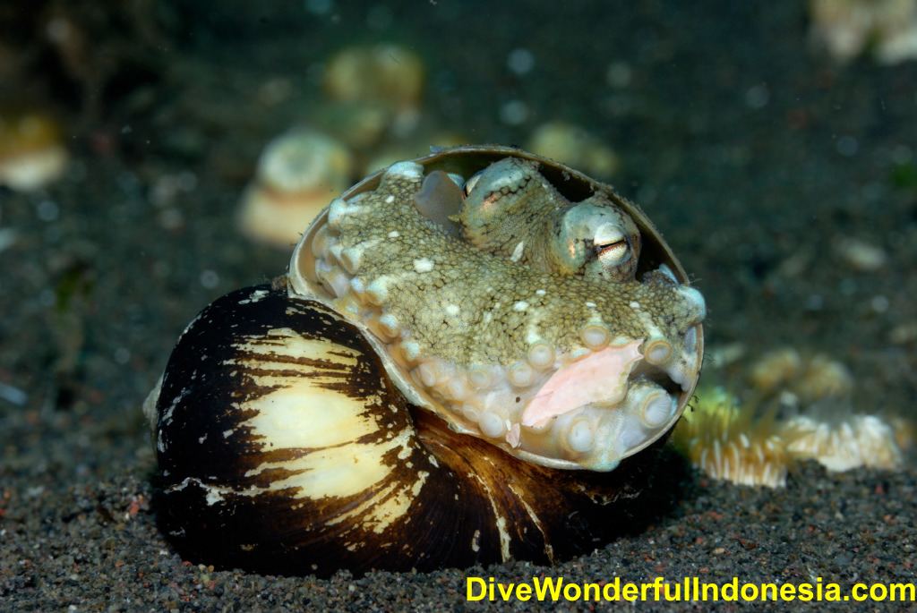Indonesian Diving Tourism - Photo Gallery - divewonderfulindonesia1079