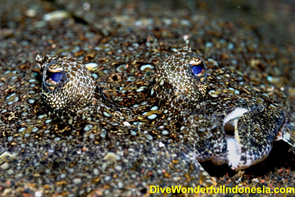 Indonesian Diving Tourism - Photo Gallery - divewonderfulindonesia1083