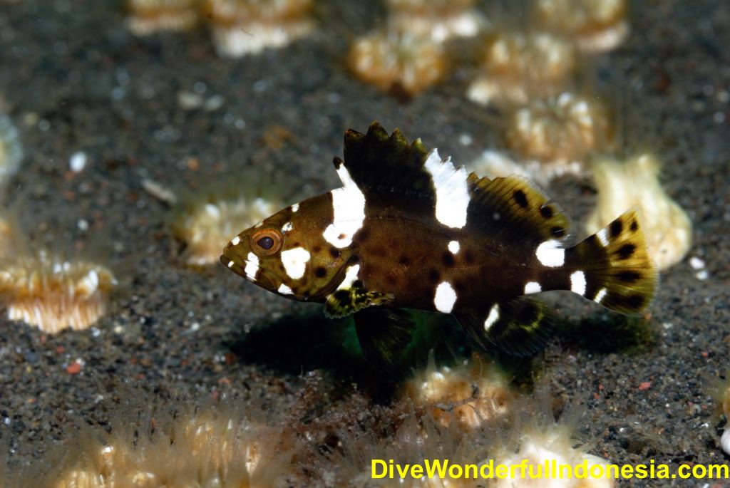 Indonesian Diving Tourism - Photo Gallery - divewonderfulindonesia1084