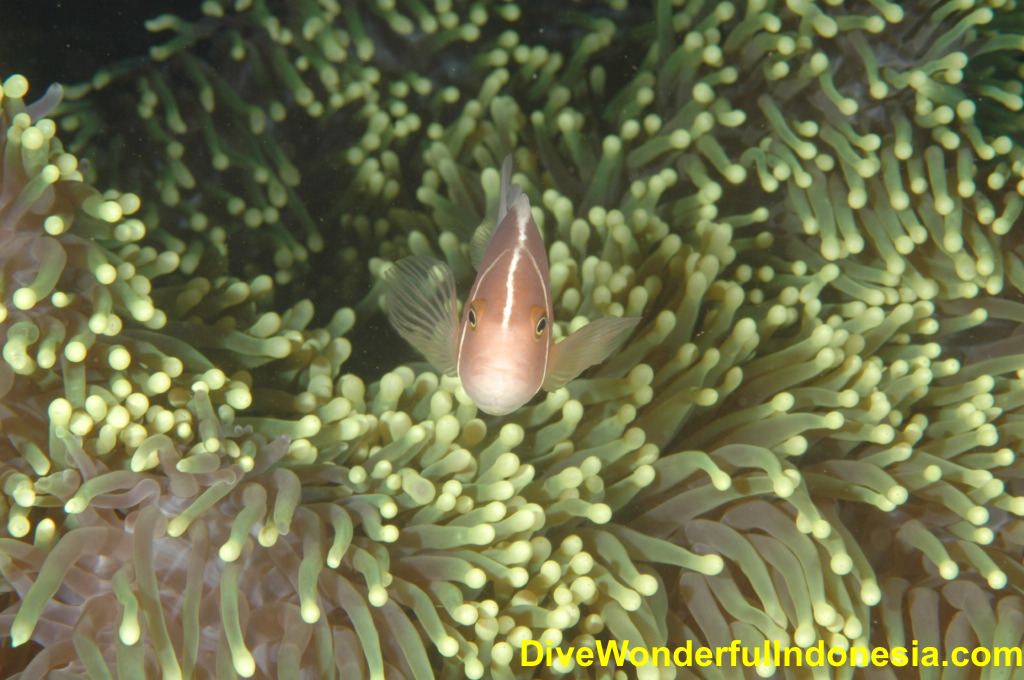 Indonesian Diving Tourism - Photo Gallery - divewonderfulindonesia112