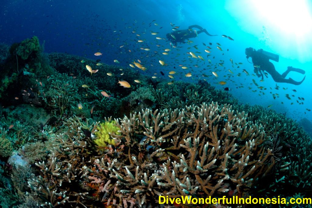 Indonesian Diving Tourism - Photo Gallery - divewonderfulindonesia1122