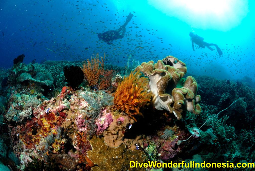 Indonesian Diving Tourism - Photo Gallery - divewonderfulindonesia1123