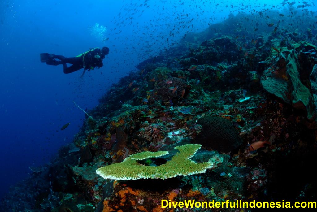 Indonesian Diving Tourism - Photo Gallery - divewonderfulindonesia1157