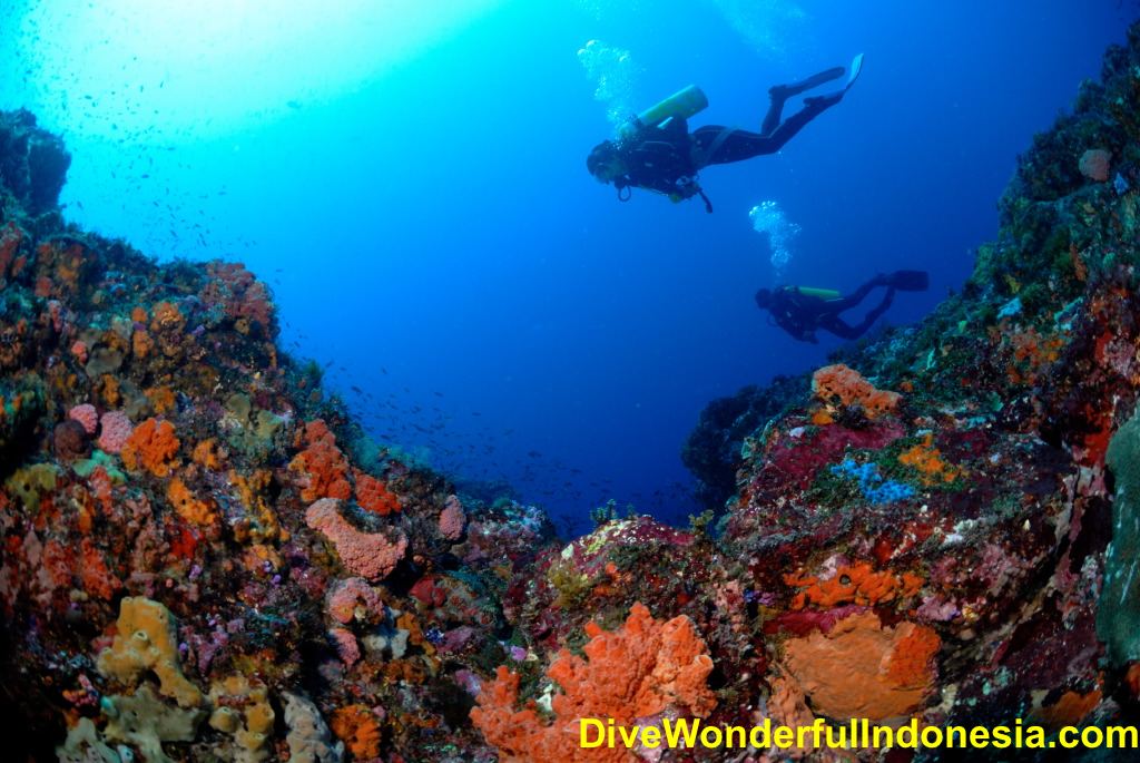 Indonesian Diving Tourism - Photo Gallery - divewonderfulindonesia1167