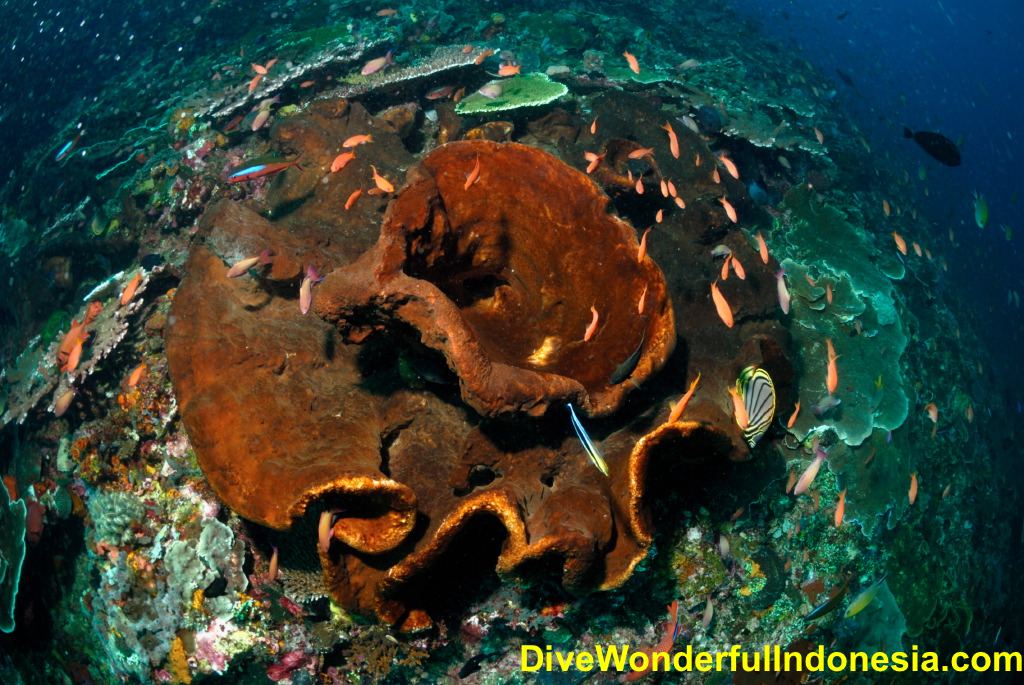 Indonesian Diving Tourism - Photo Gallery - divewonderfulindonesia1182