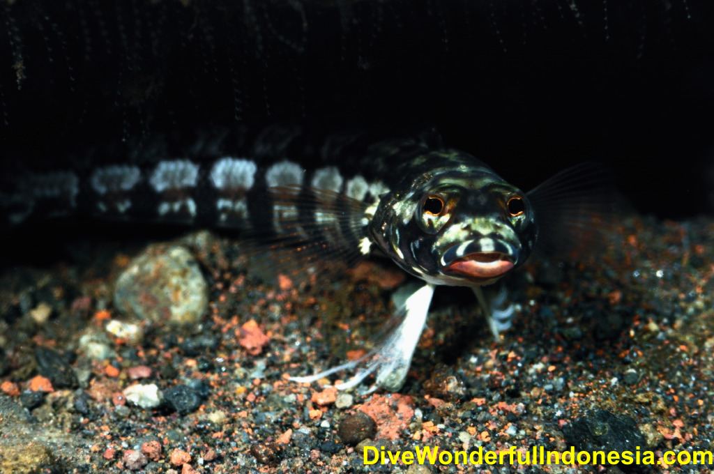 Indonesian Diving Tourism - Photo Gallery - divewonderfulindonesia1192