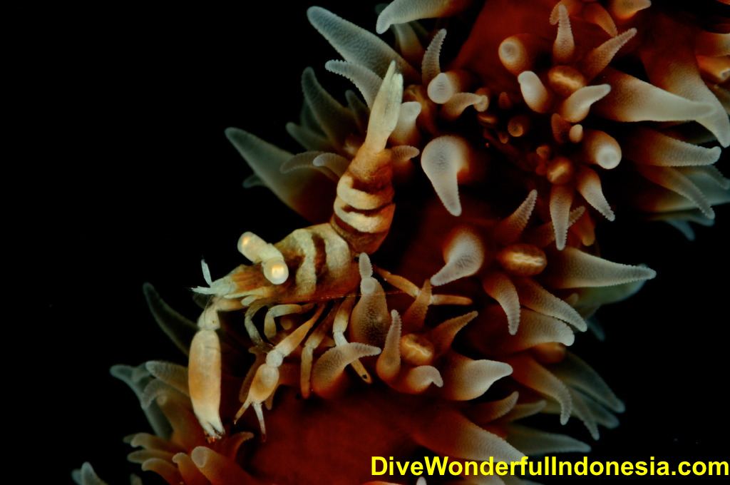 Indonesian Diving Tourism - Photo Gallery - divewonderfulindonesia1208