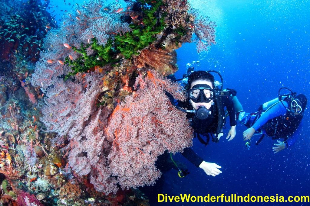 Indonesian Diving Tourism - Photo Gallery - divewonderfulindonesia1231