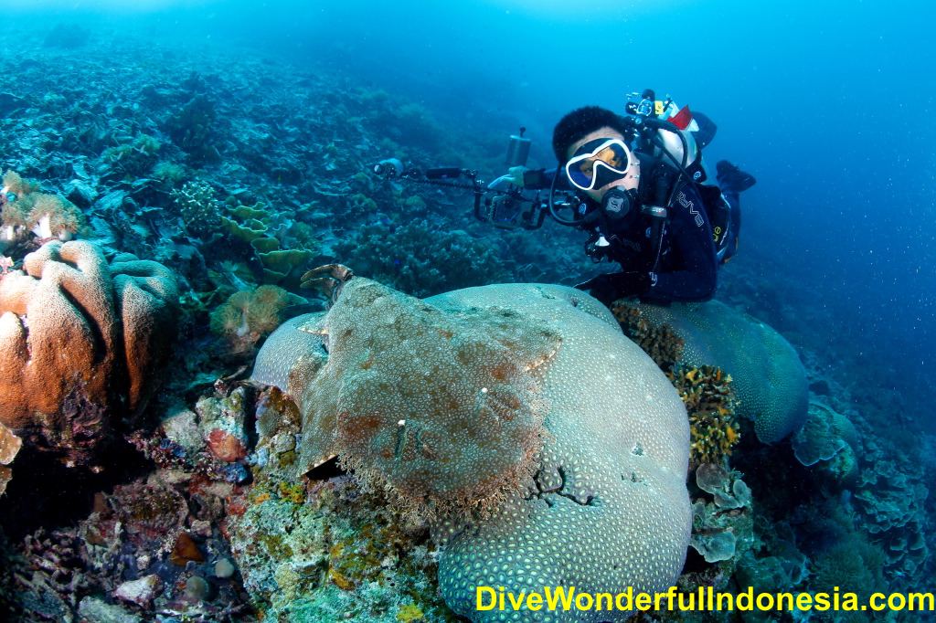 Indonesian Diving Tourism - Photo Gallery - divewonderfulindonesia1240