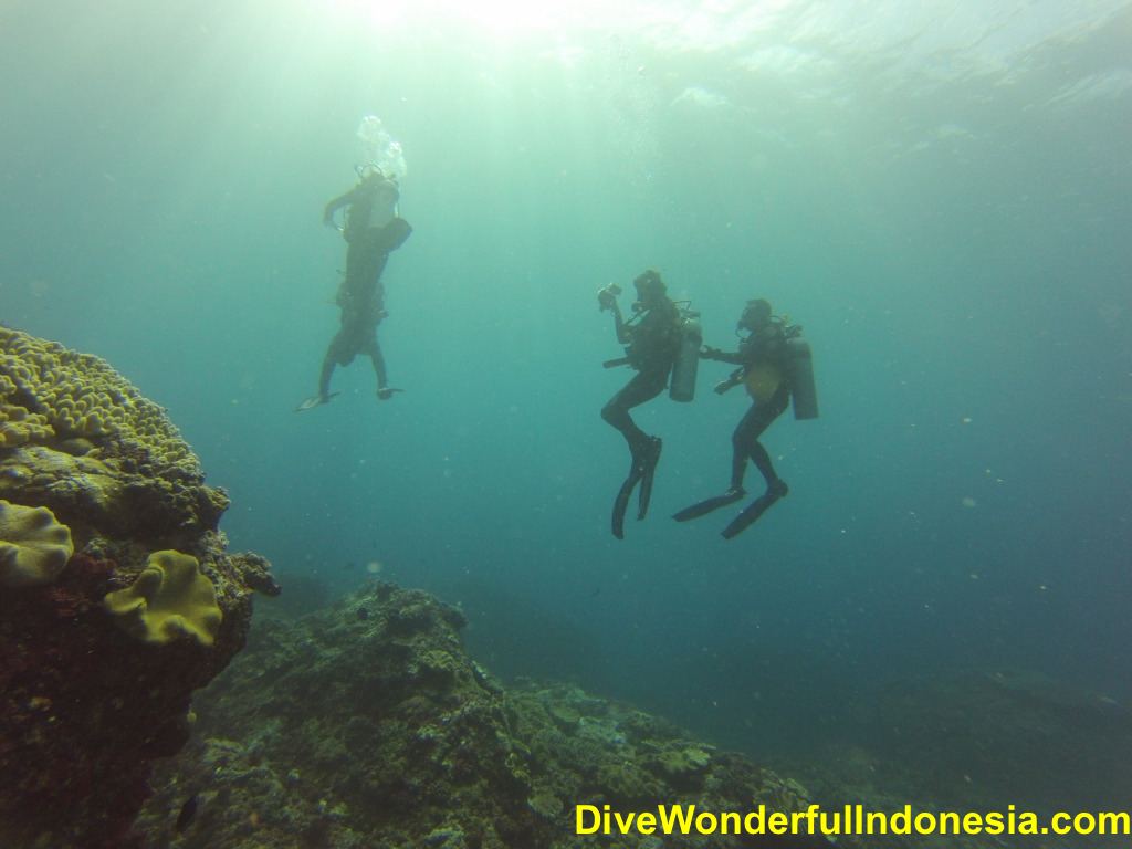 Indonesian Diving Tourism - Photo Gallery - divewonderfulindonesia522