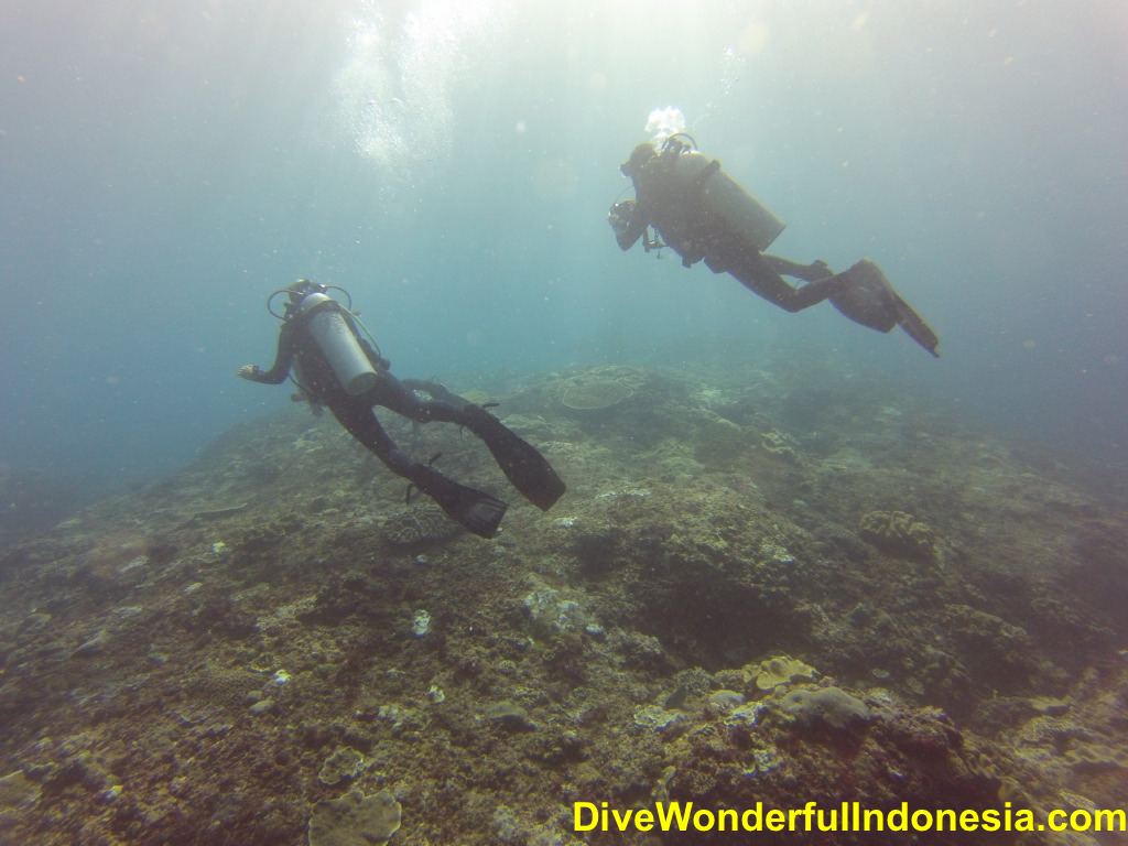 Indonesian Diving Tourism - Photo Gallery - divewonderfulindonesia525