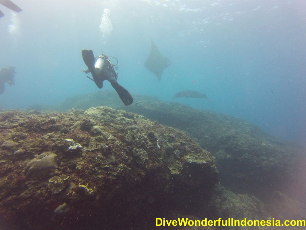 Indonesian Diving Tourism - Photo Gallery - divewonderfulindonesia542