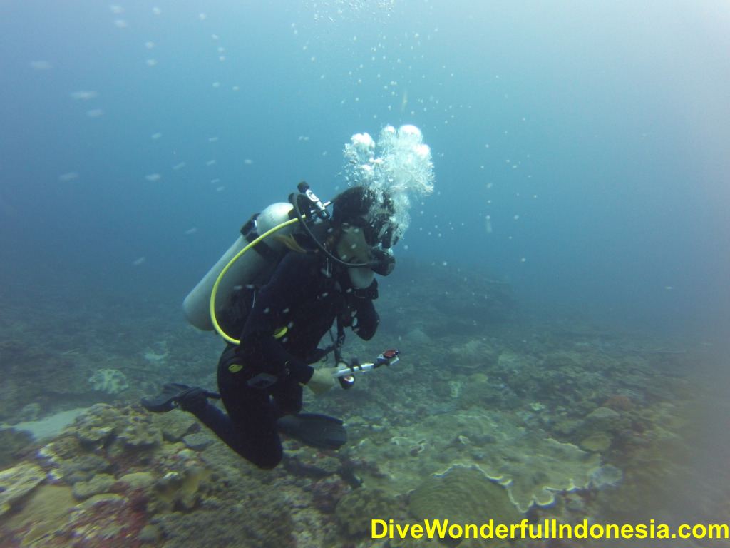 Indonesian Diving Tourism - Photo Gallery - divewonderfulindonesia572