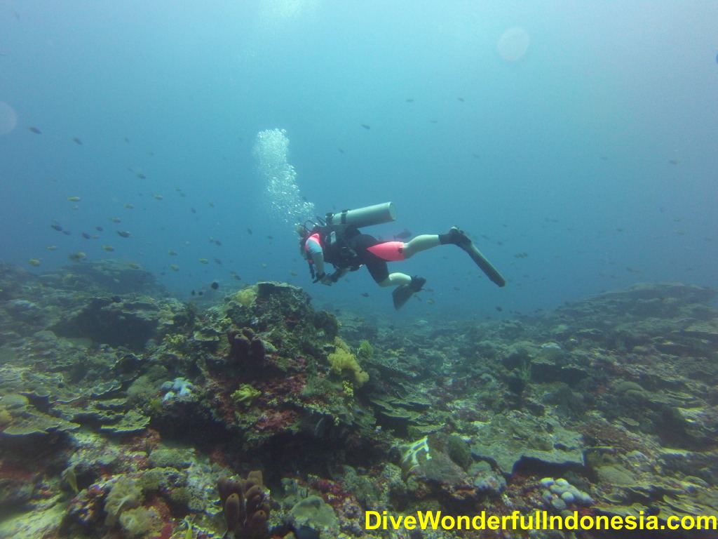 Indonesian Diving Tourism - Photo Gallery - divewonderfulindonesia615