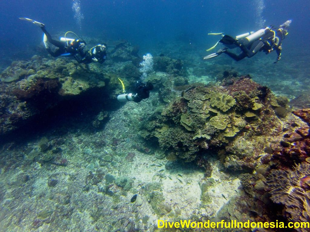 Indonesian Diving Tourism - Photo Gallery - divewonderfulindonesia625