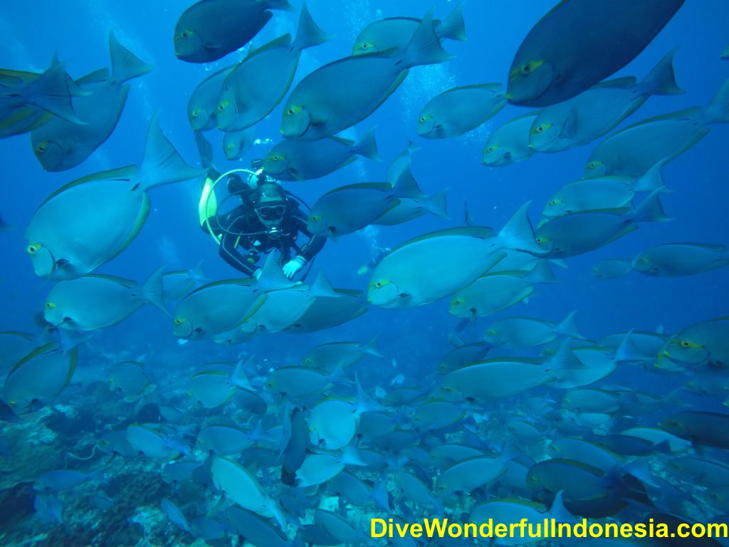 Indonesian Diving Tourism - Photo Gallery - divewonderfulindonesia687