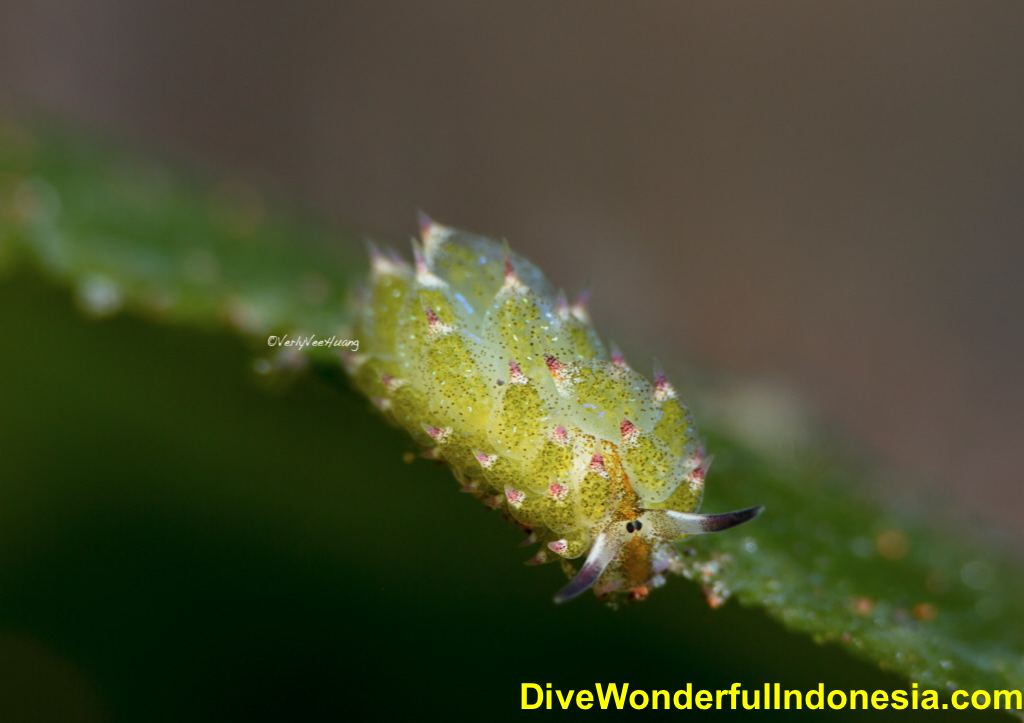 Indonesian Diving Tourism - Photo Gallery - divewonderfulindonesia806