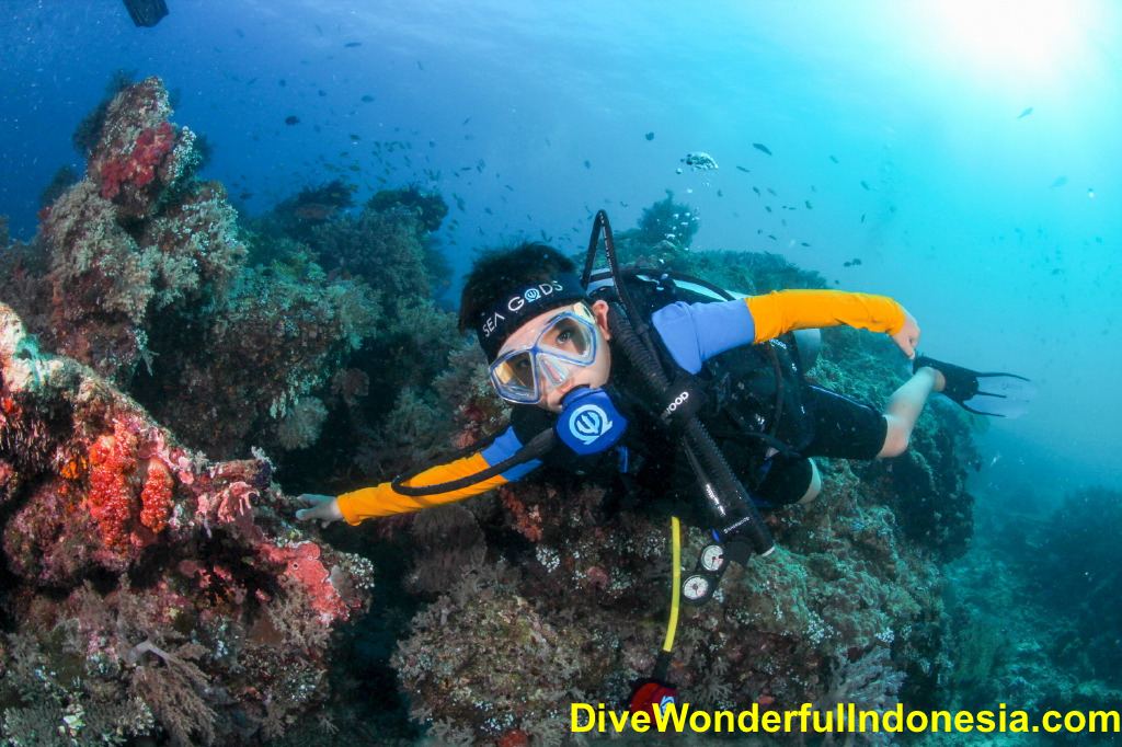 Indonesian Diving Tourism - Photo Gallery - divewonderfulindonesia821