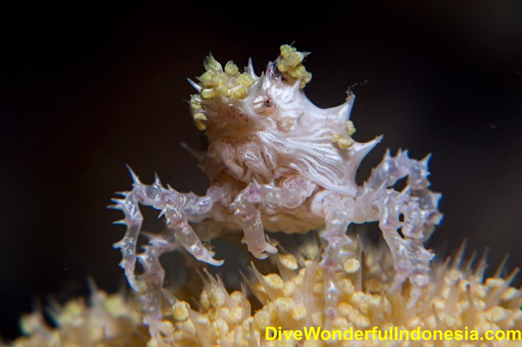Indonesian Diving Tourism - Photo Gallery - divewonderfulindonesia880