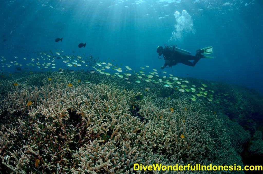 Indonesian Diving Tourism - Photo Gallery - divewonderfulindonesia971