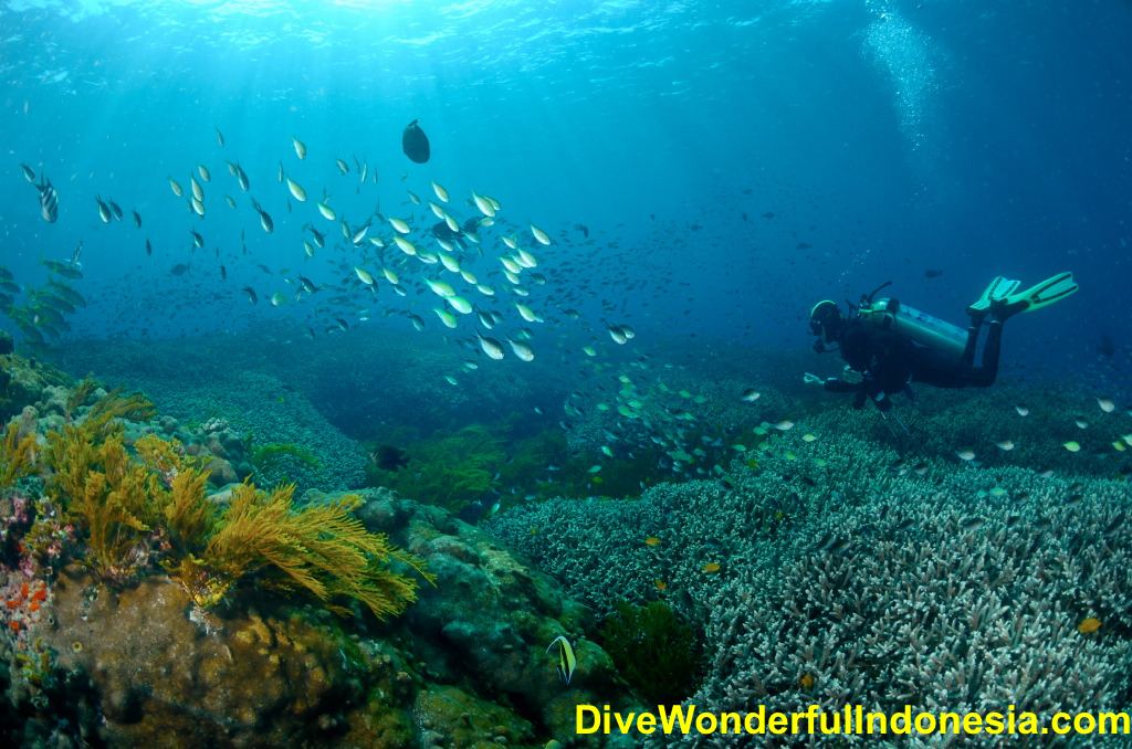 Indonesian Diving Tourism - Photo Gallery - divewonderfulindonesia977