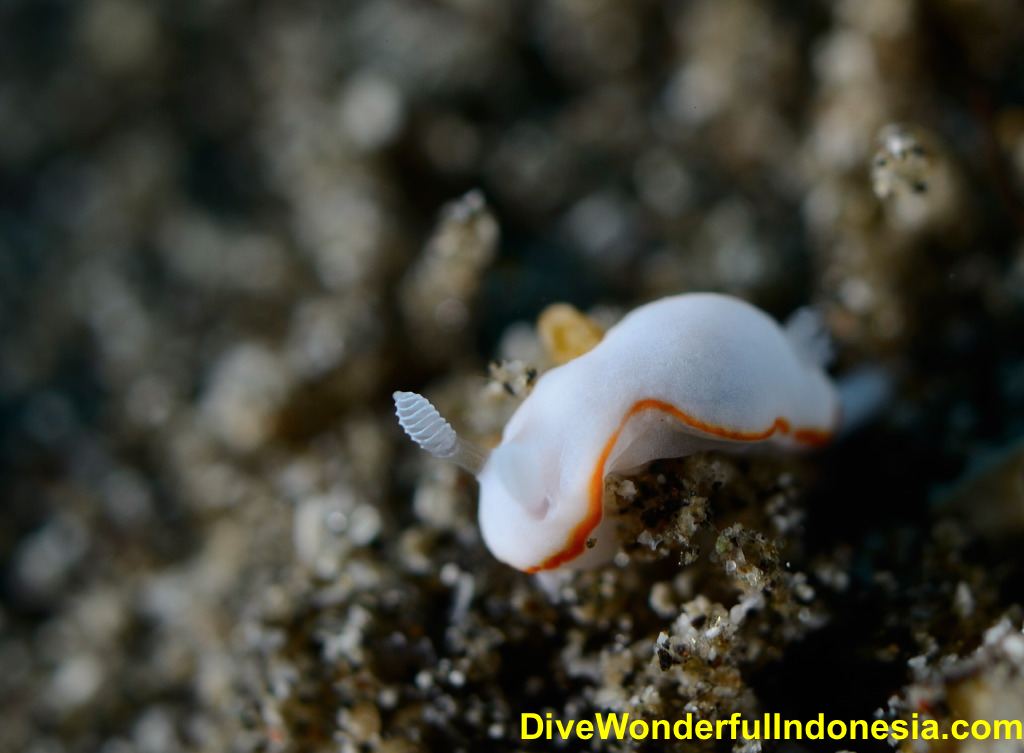 Indonesian Diving Tourism - Photo Gallery - divewonderfulindonesia986