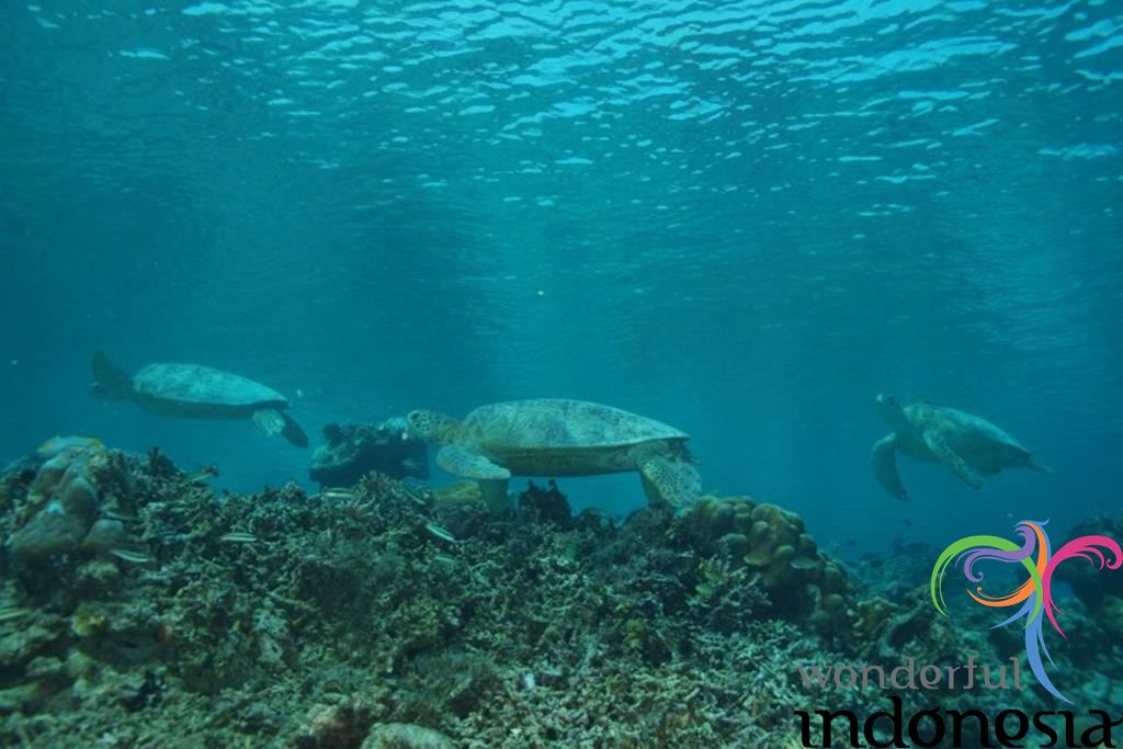 East Borneo - East Kalimantan Tourism - Photo Gallery - kakaban island ...