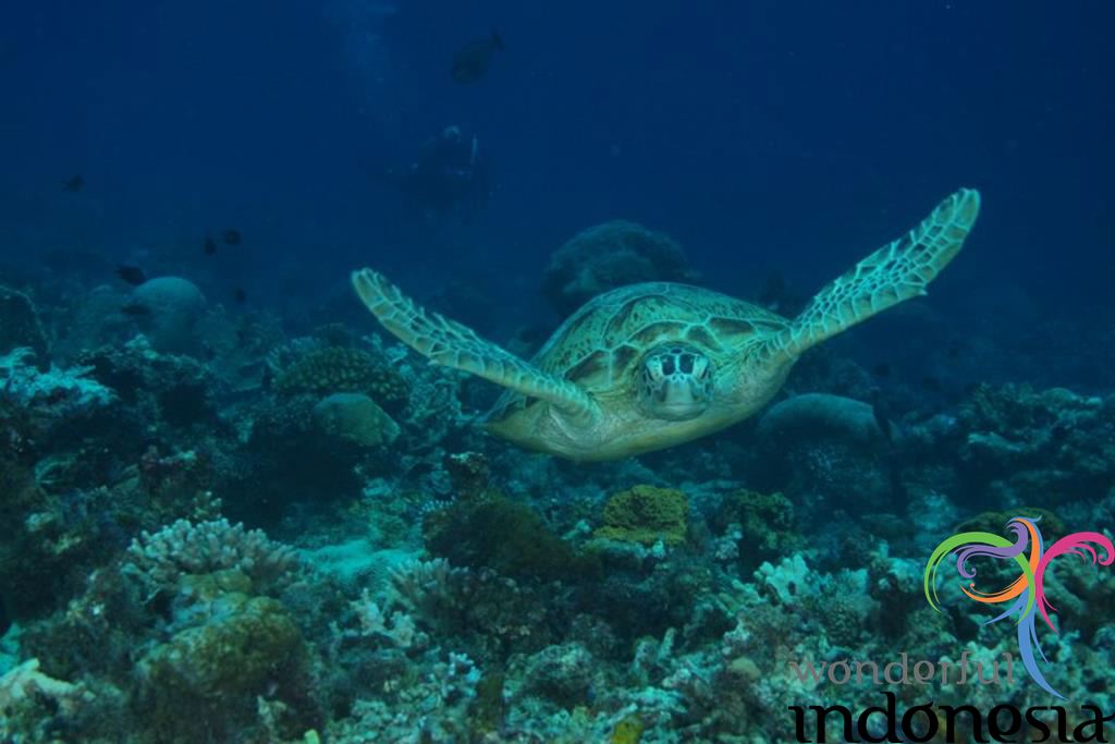 East Borneo - East Kalimantan Tourism - Photo Gallery - kakaban island ...