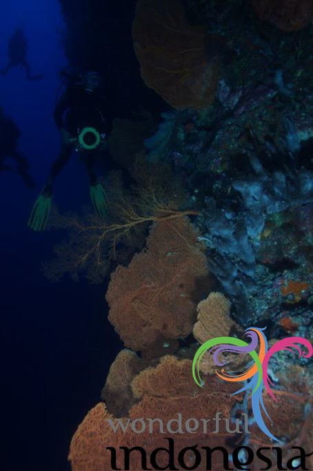 East Borneo - East Kalimantan Tourism - Photo Gallery - kakaban island ...