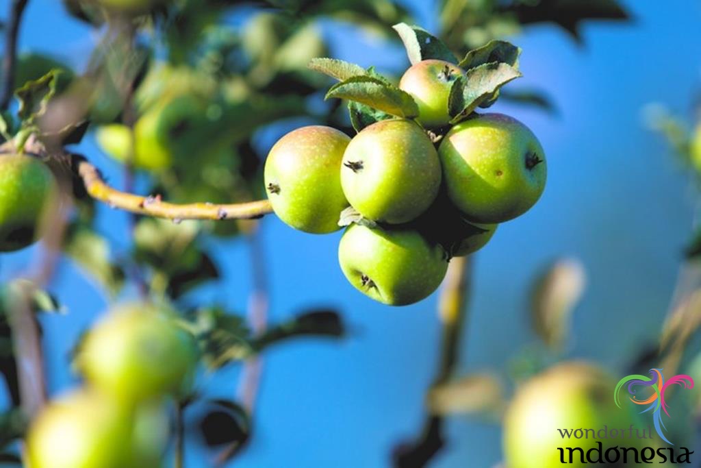 Regardez des photos de Java Est kusuma agro batu east java 2