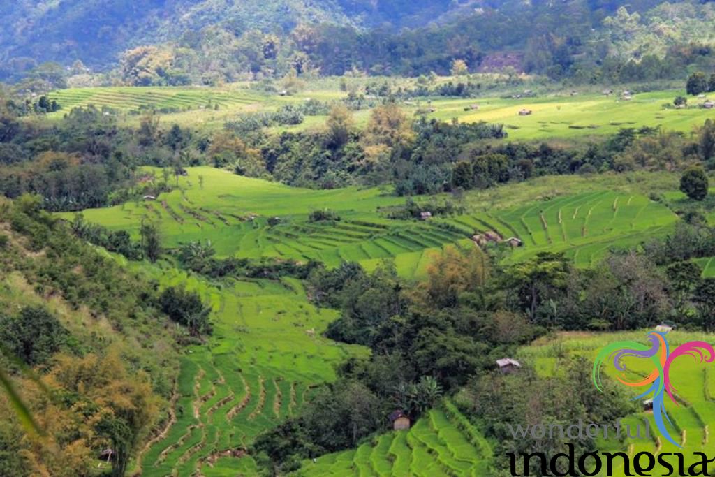 Sunda Moindre Est - le Tourisme de Nusa Tenggara Est ruteng flores east ...