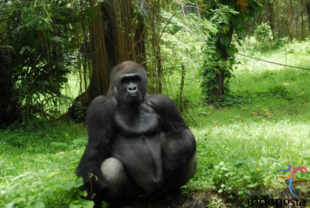 Jakarta Tourism - Photo Gallery ragunan zoo jakarta 1