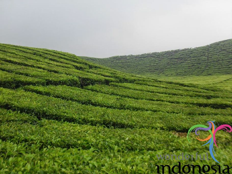 Jambi Tourism - Photo Gallery - Sumatera Indonesia - kayu aro tea ...