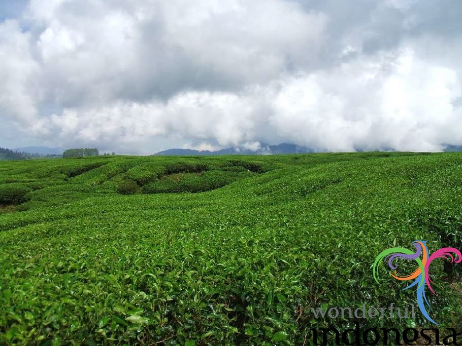 Jambi Tourism - Photo Gallery - Sumatera Indonesia - kayu aro tea ...