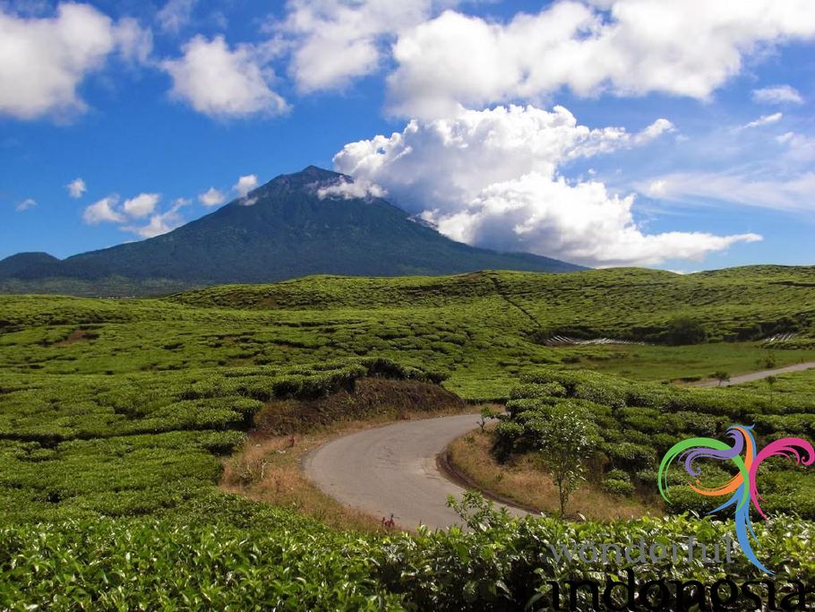 Jambi Tourism - Photo Gallery - Sumatera Indonesia - kayu aro tea ...
