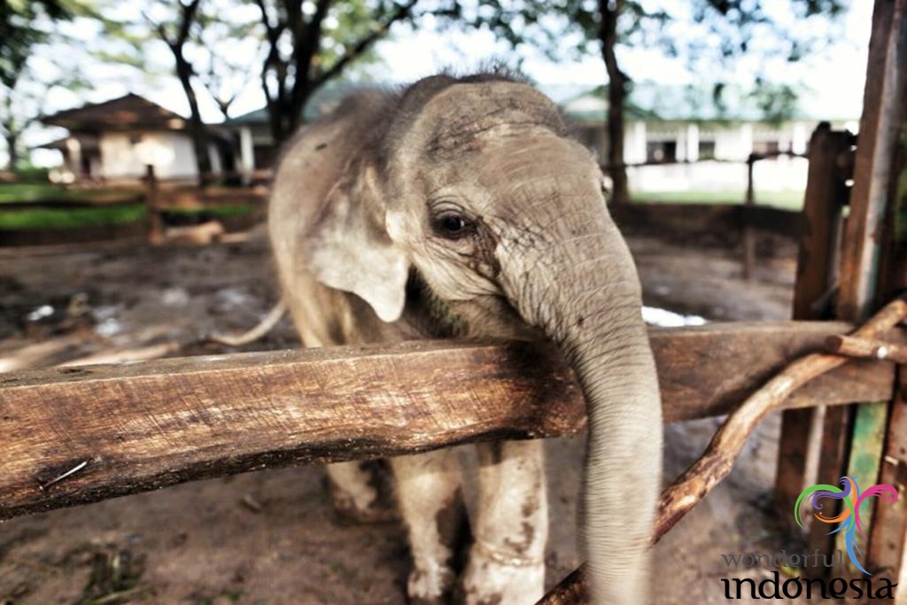 Lampung Tourism - Photo Gallery - way kambas national park lampung 1