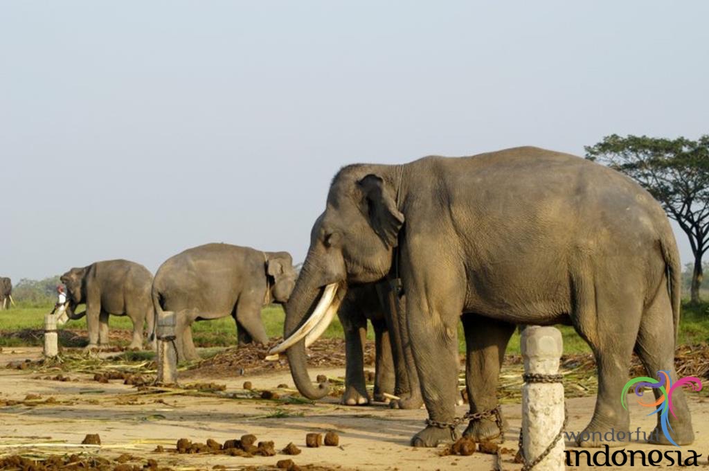 Lampung Tourism - Photo Gallery - way kambas national park lampung 10