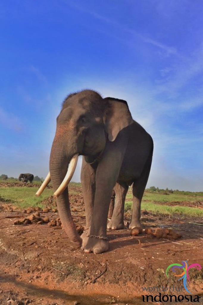 Lampung Tourism - Photo Gallery - way kambas national park lampung 2