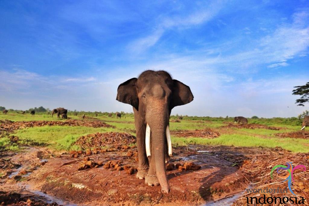 Lampung Tourism - Photo Gallery - way kambas national park lampung 3