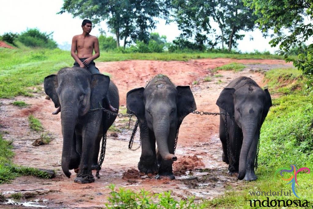 Lampung Tourism - Photo Gallery - way kambas national park lampung 7